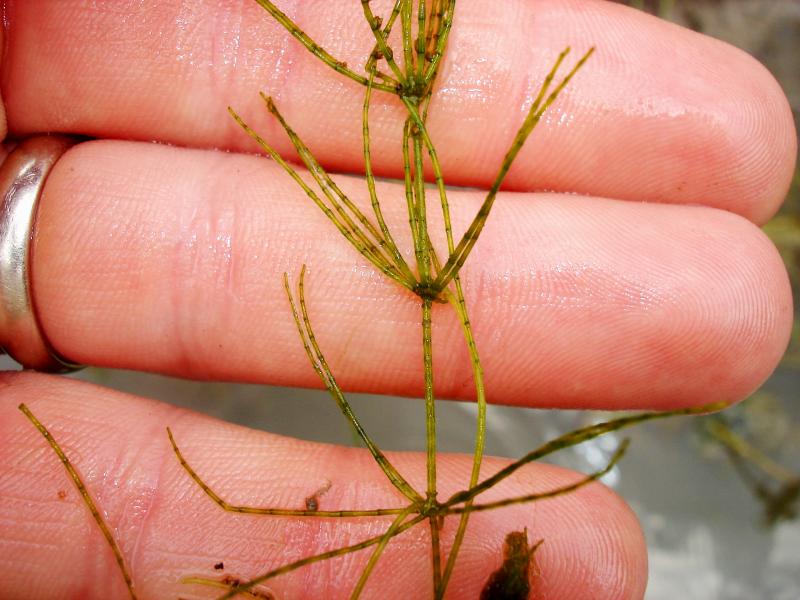 Muskgrass | Outdoor Alabama