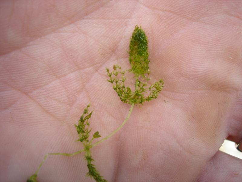 Muskgrass | Outdoor Alabama