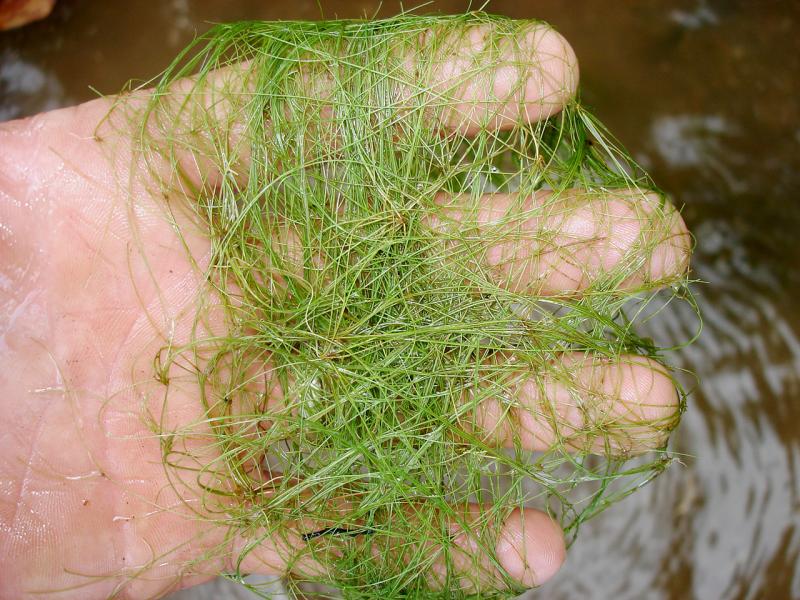 Slender Spikerush | Outdoor Alabama