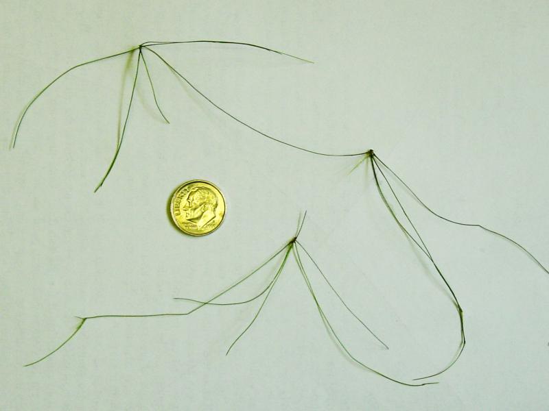 Slender Spikerush | Outdoor Alabama