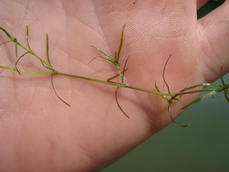 Southern Naiad | Outdoor Alabama