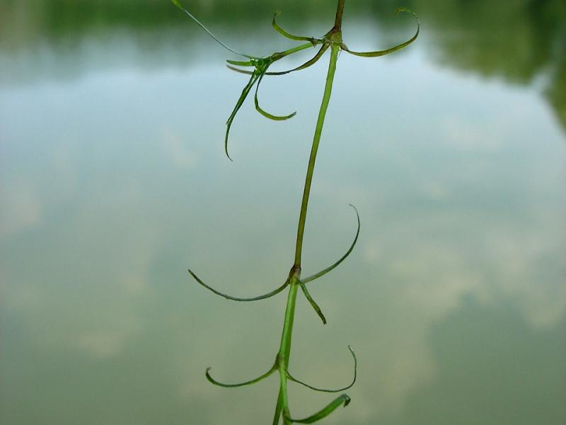 Southern Naiad | Outdoor Alabama