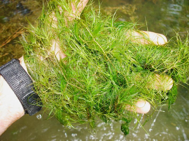 Spiny-Leaf Naiad | Outdoor Alabama