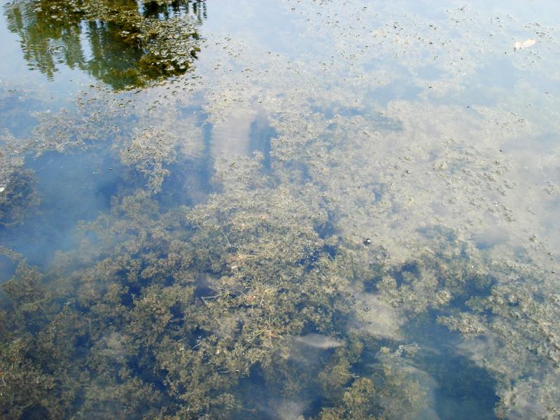 Stonewort | Outdoor Alabama