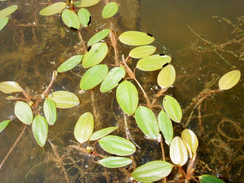 Variable-Leaf Pondweed | Outdoor Alabama