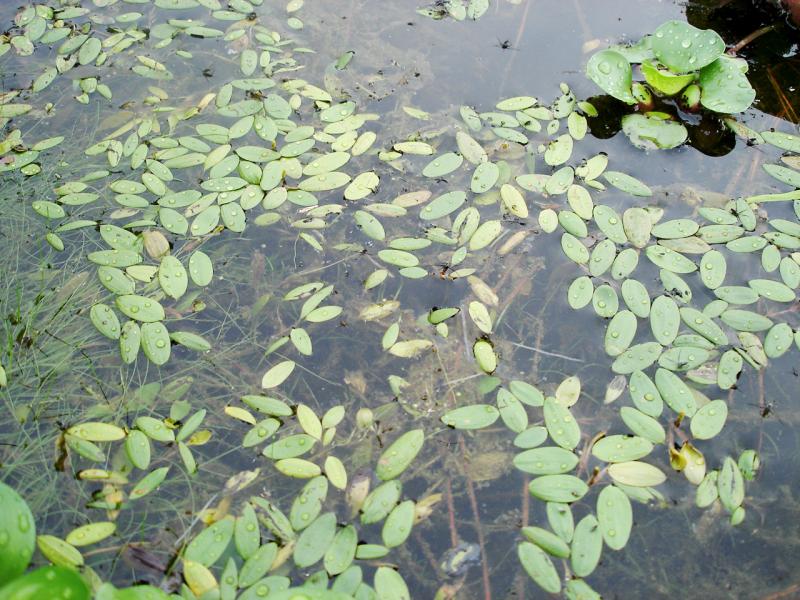 small leaf pond weed