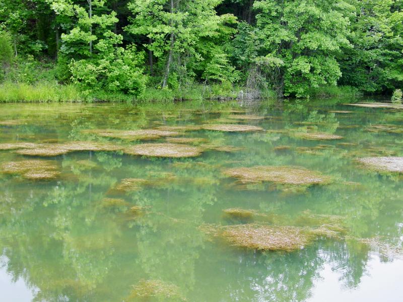 small leaf pond weed