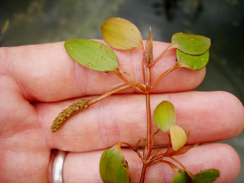 Variable-Leaf Pondweed | Outdoor Alabama