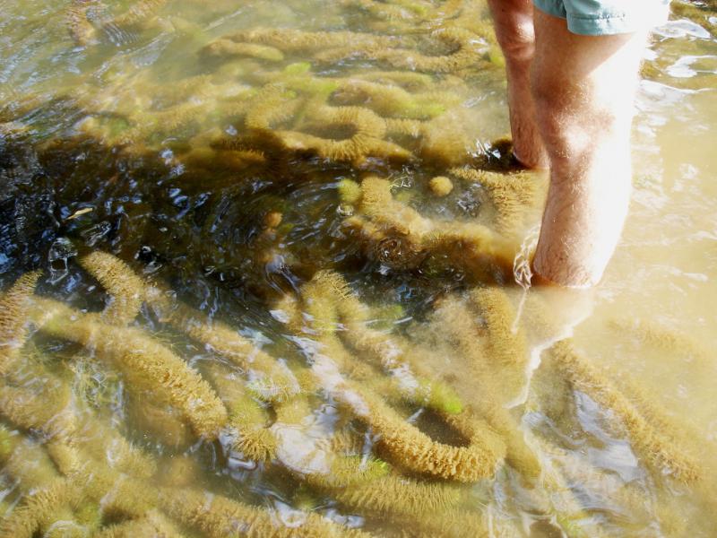 Variable-leaf Watermilfoil | Outdoor Alabama
