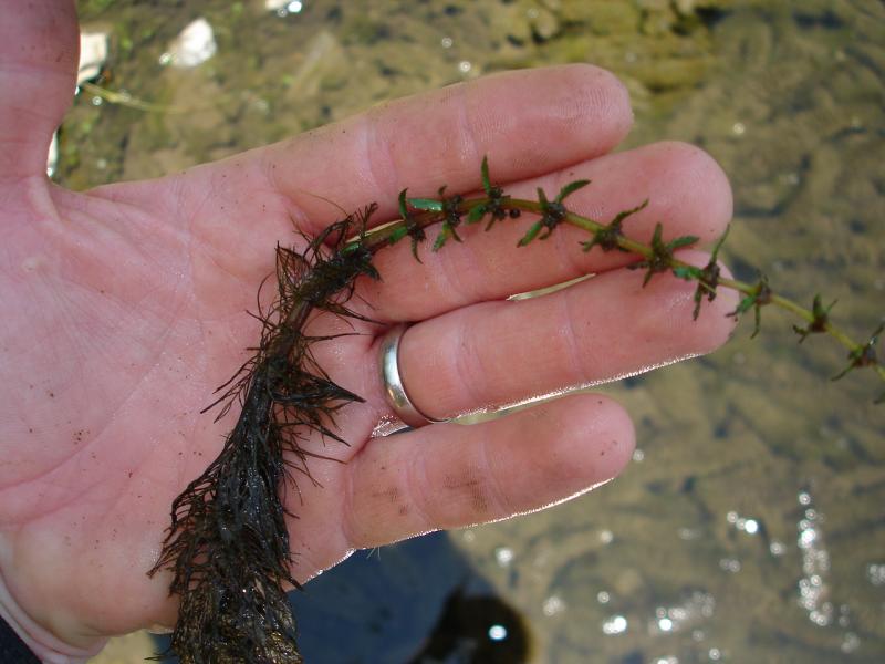 Variable-leaf Watermilfoil | Outdoor Alabama