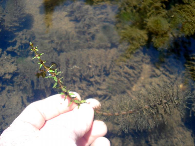 Variable-leaf Watermilfoil | Outdoor Alabama