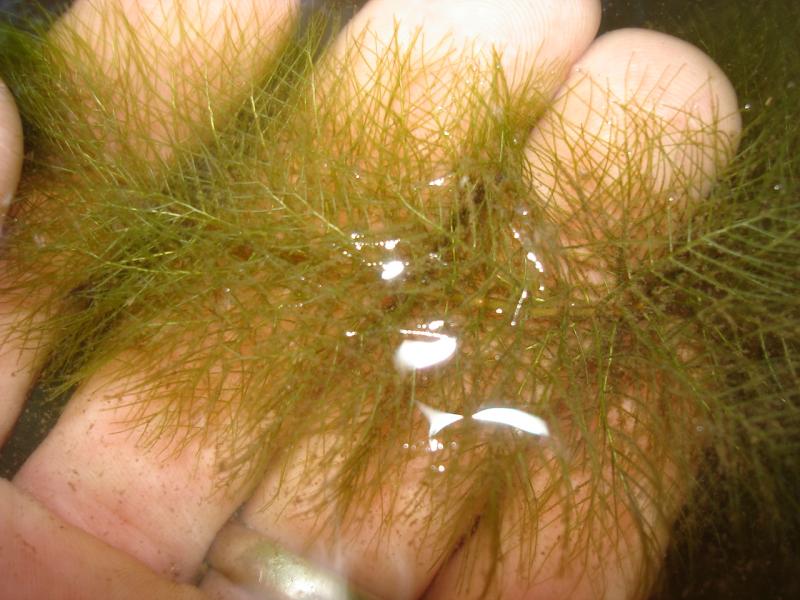 Variable-leaf Watermilfoil | Outdoor Alabama