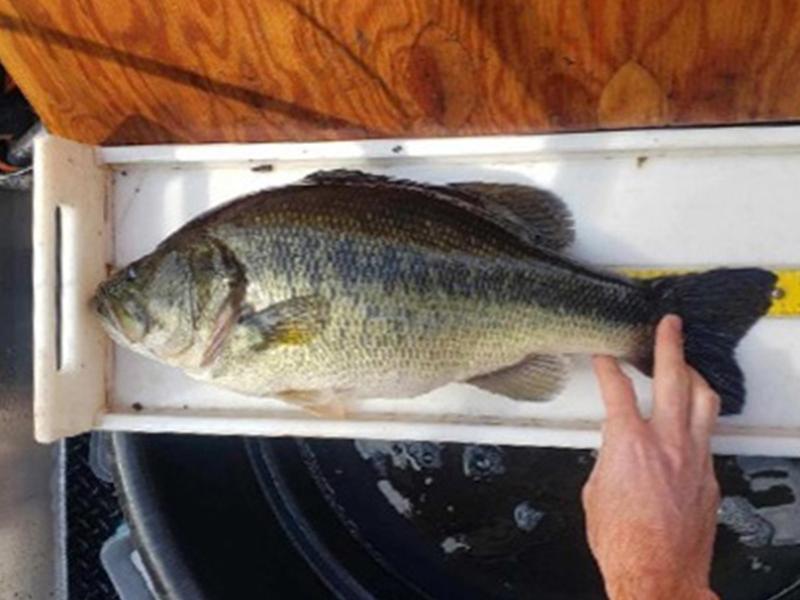 Sampling of Bass for Population Management | Outdoor Alabama