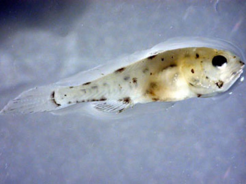 Sample Processing | Outdoor Alabama