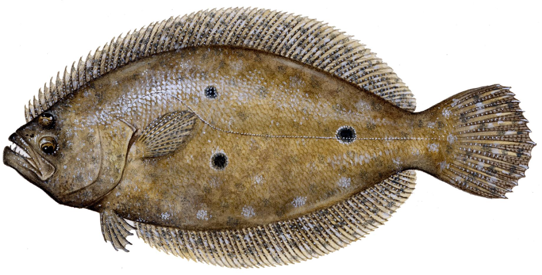 Flounder Harvest Closes for Month of November | Outdoor Alabama