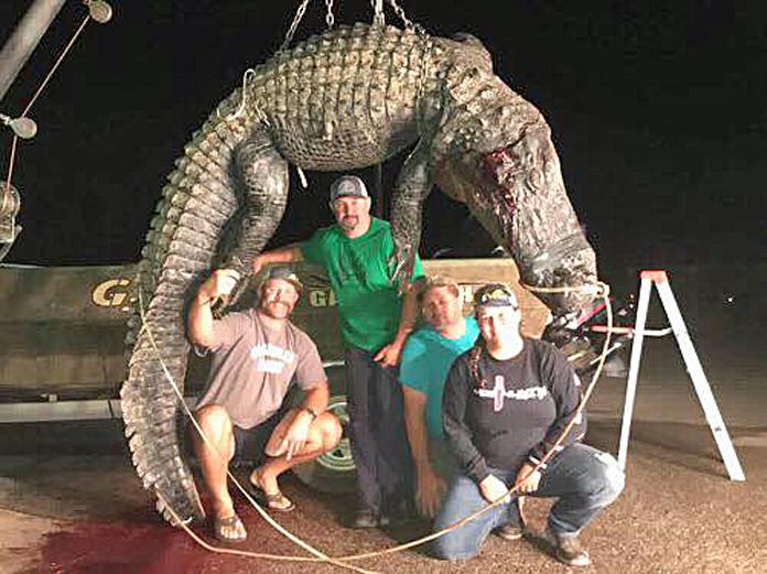 largest alligator on record