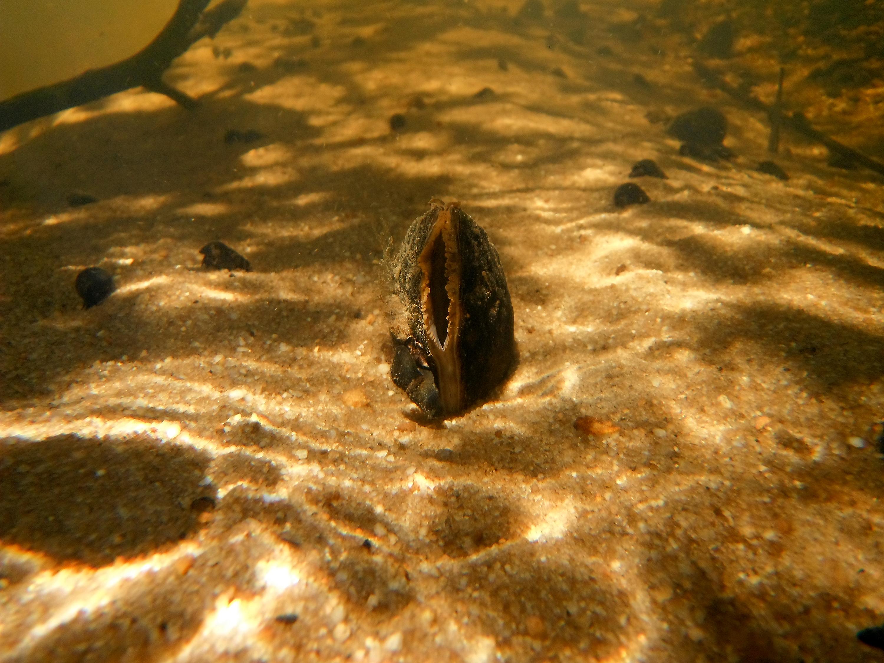 Endangered Alabama Pearlshell Mussel Habitat Protected | Outdoor Alabama