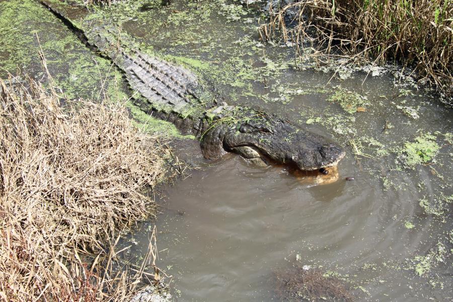 Alligator Season Opens This Week | Outdoor Alabama