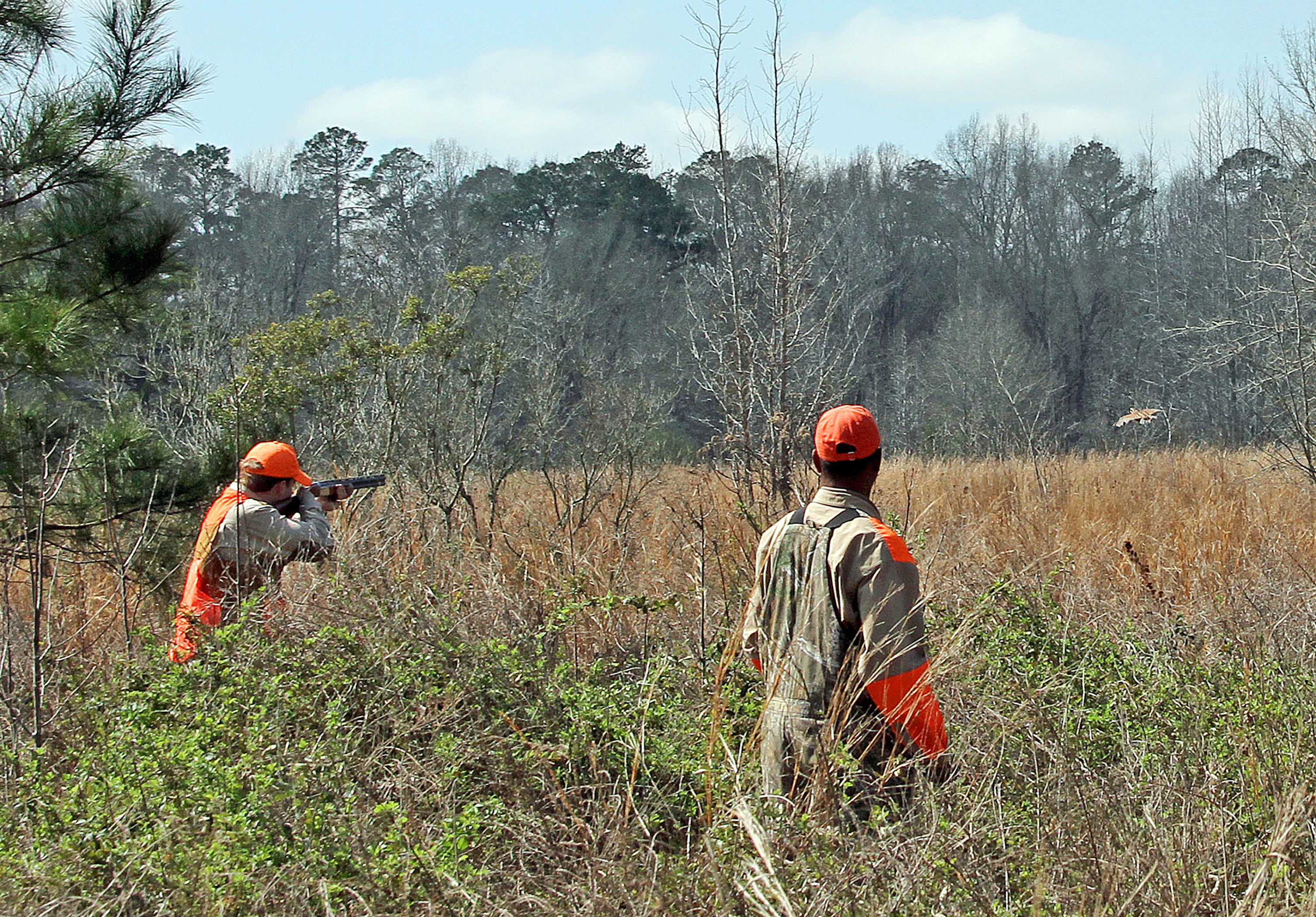 Bobwhite Quail Population Stable in Alabama | Outdoor Alabama