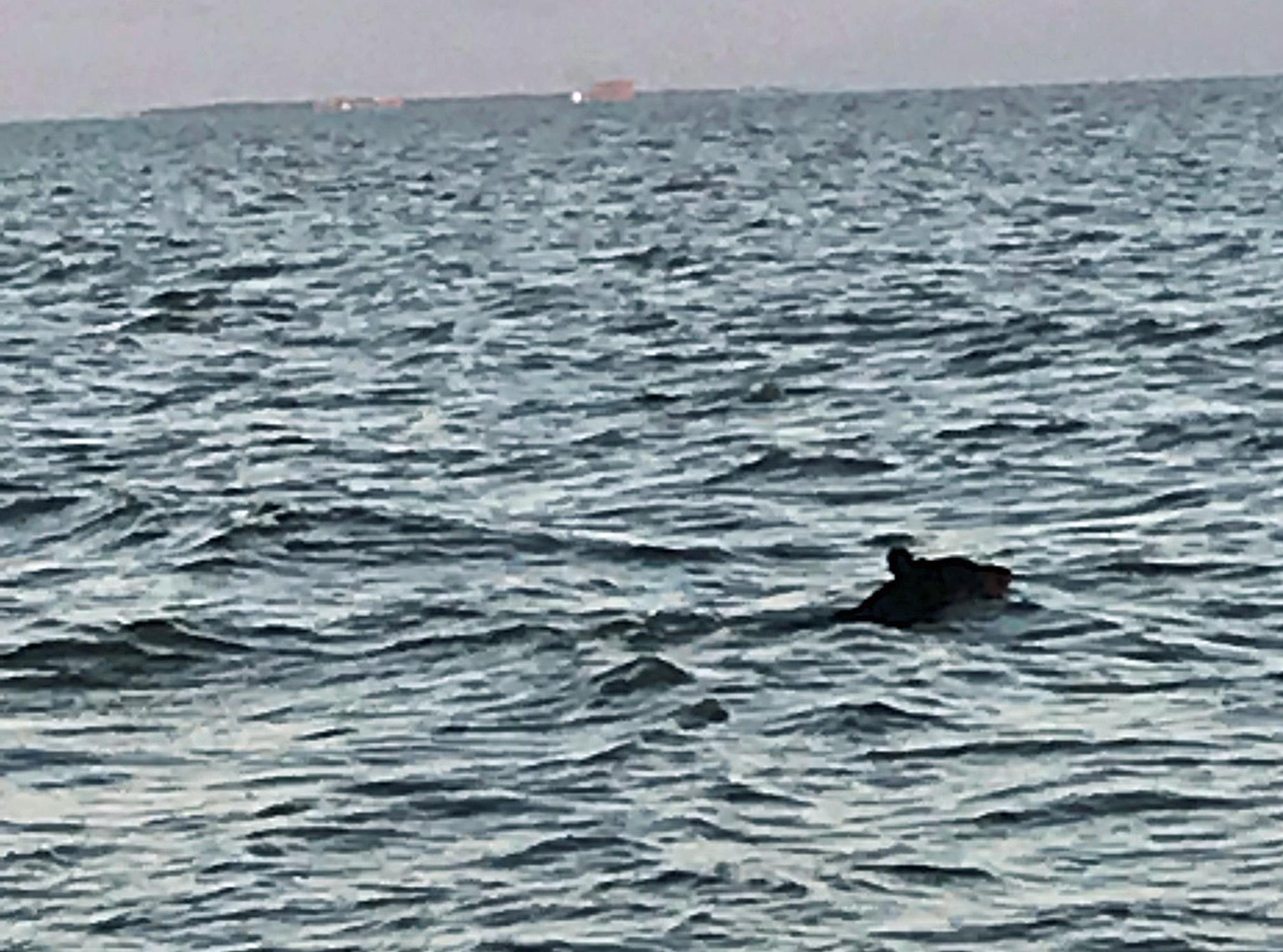 Black Bears on the Move in Alabama | Outdoor Alabama