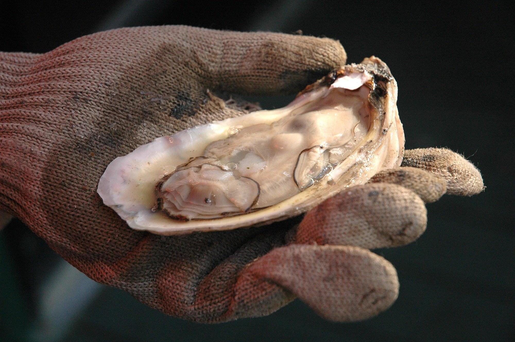 oyster shell opening hours